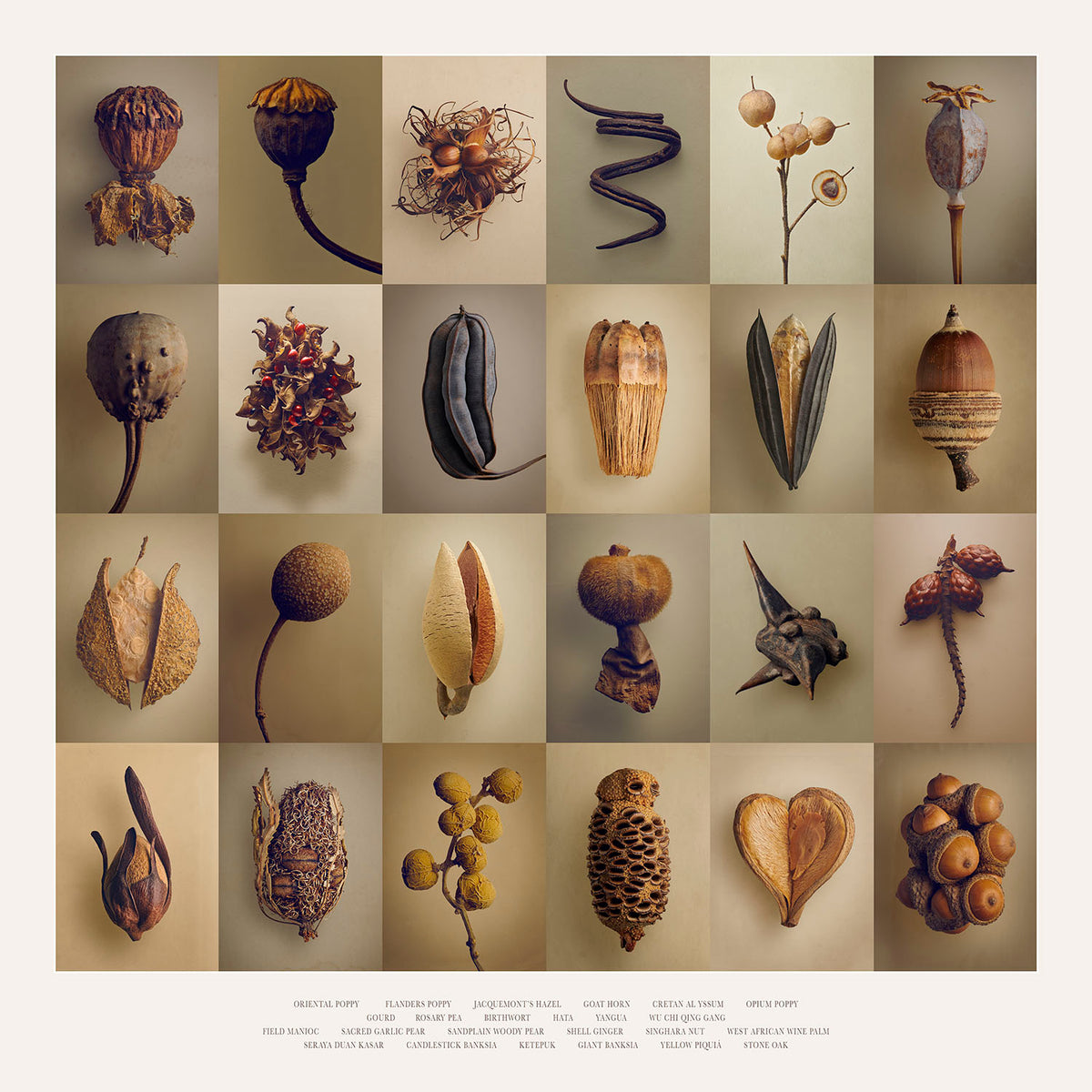 Seeds & Fruits, Yangua edition | Levon Biss Studio