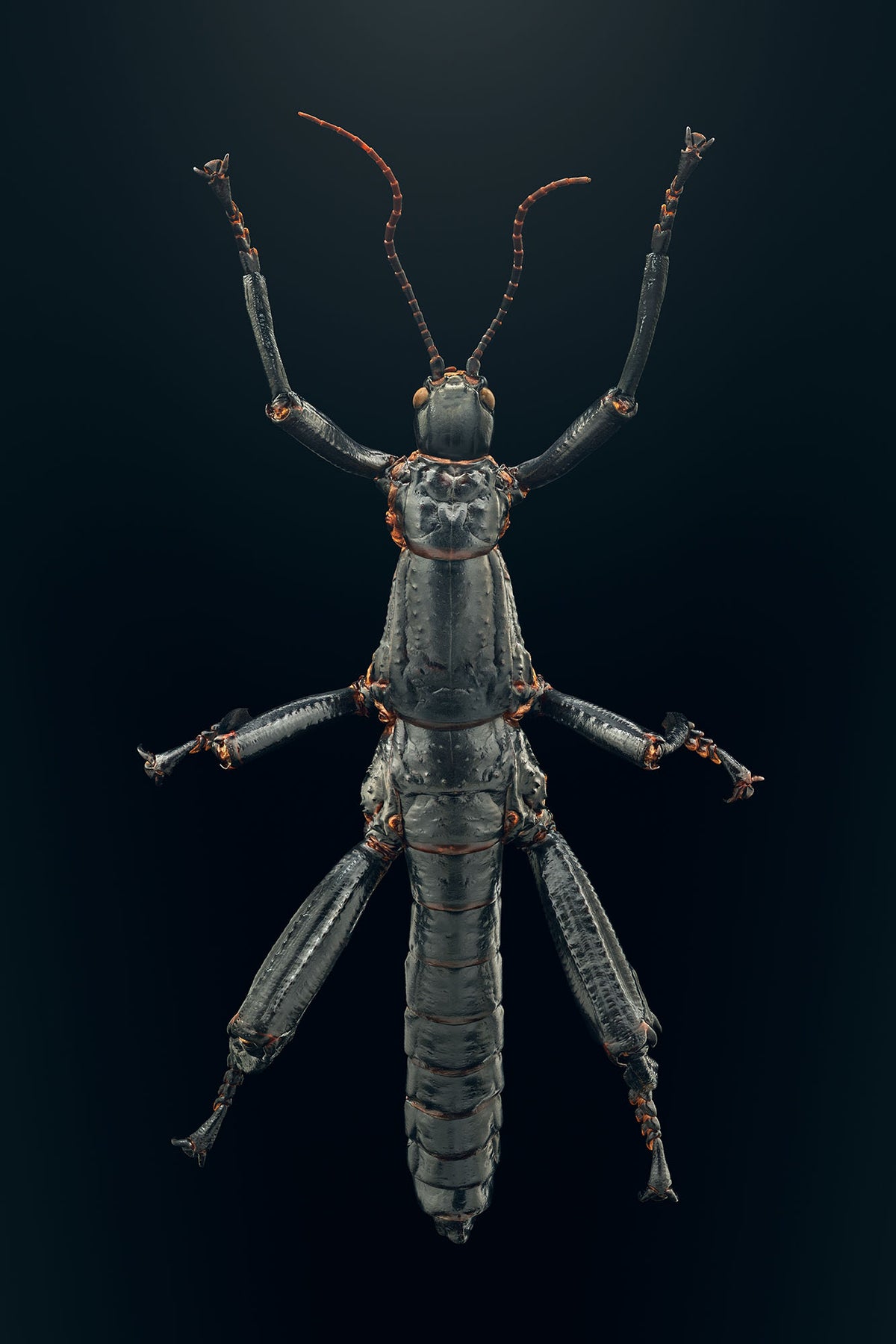 Lord Howe Island Stick Insect | Levon Biss Studio