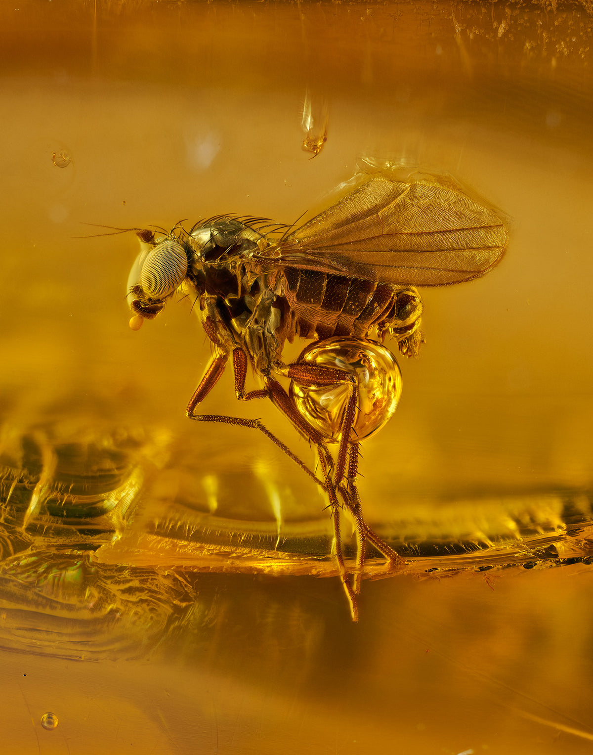 Amber series No.4 Gnat | Levon Biss Studio