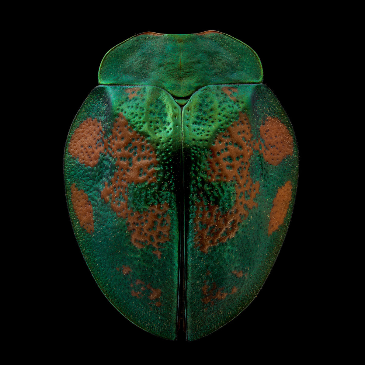 Stolas Discoides Green | Levon Biss Studio